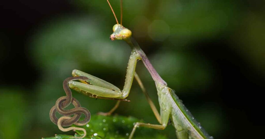Can Praying Mantis Kill a Snake? - Insects Authority