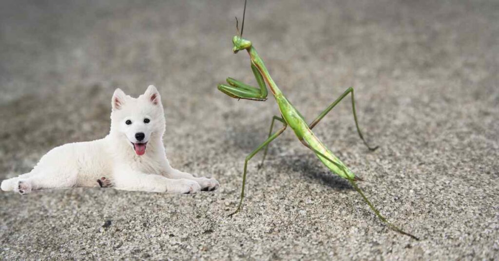 Do Praying Mantis Bite Dogs? - Insects Authority