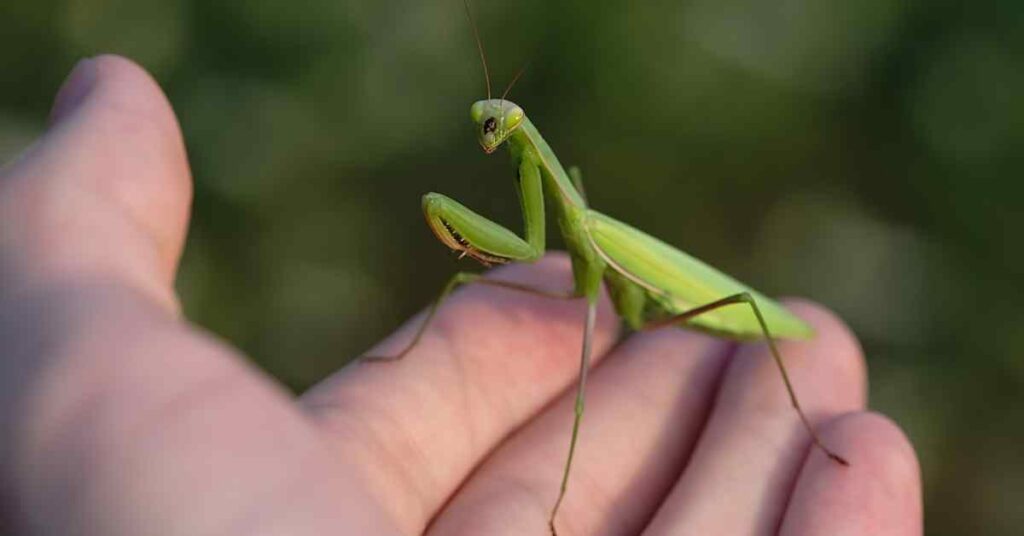 Can a Praying Mantis Break Human Skin? - Insects Authority