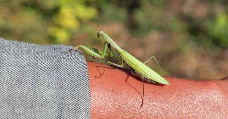 Can a Praying Mantis Recognize Humans? - Insects Authority