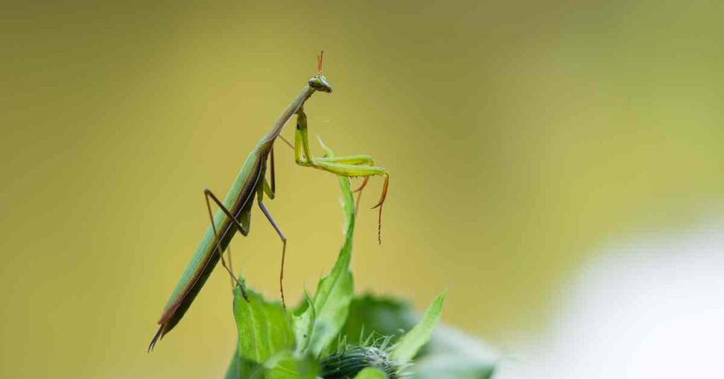 Do Praying Mantis Grow Their Legs Back? - Insects Authority