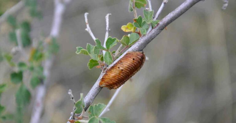 Do Praying Mantis Make Cocoons? - Insects Authority
