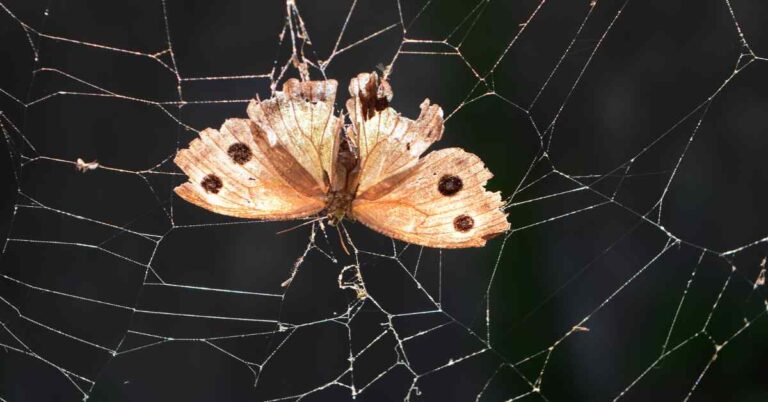 Can Butterflies Kill Spiders? - Insects Authority