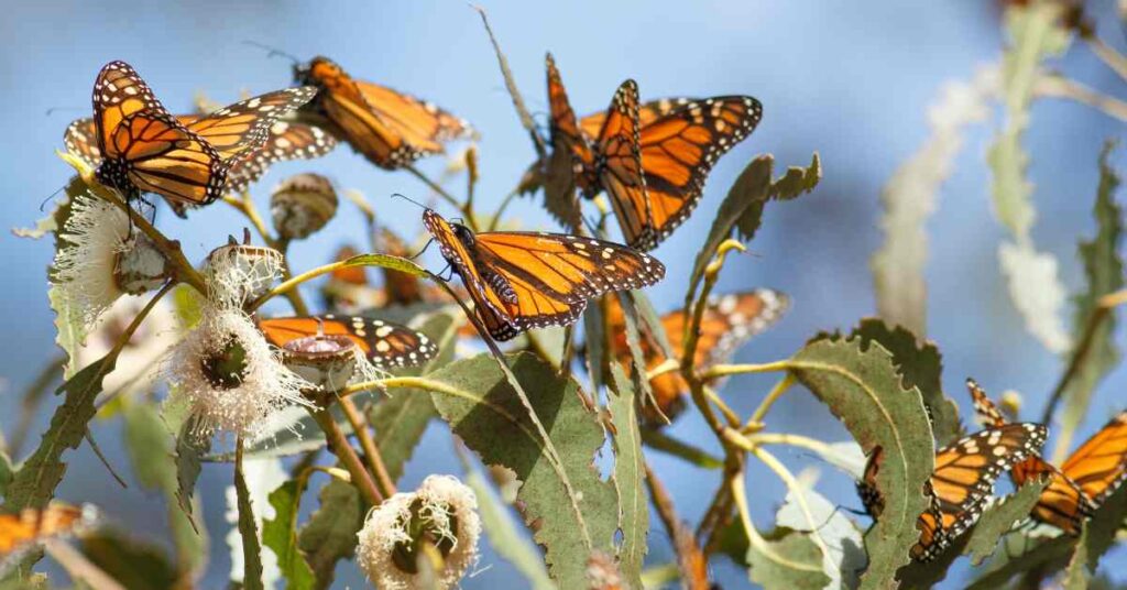 Why Do Butterflies Stop Flying? - Insects Authority