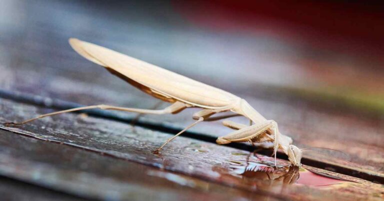 How Do Praying Mantis Drink Water? - Insects Authority
