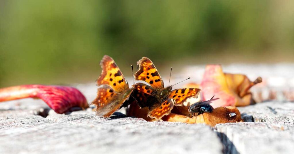 Can Butterflies Eat Apples? - Insects Authority