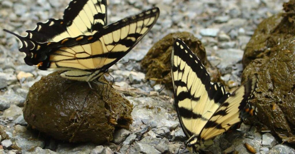 Do Butterflies Eat Poop? - Insects Authority