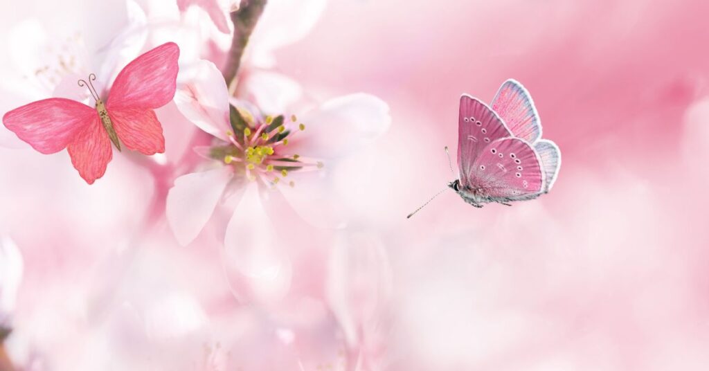 Are Pink Butterflies Real? - Insects Authority