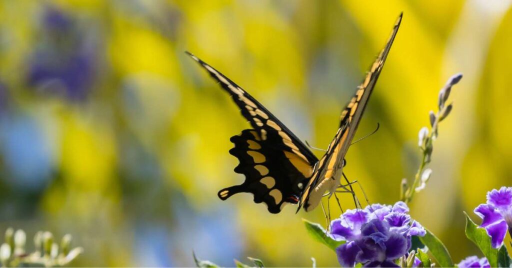 Do Butterflies Have Legs? - Insects Authority