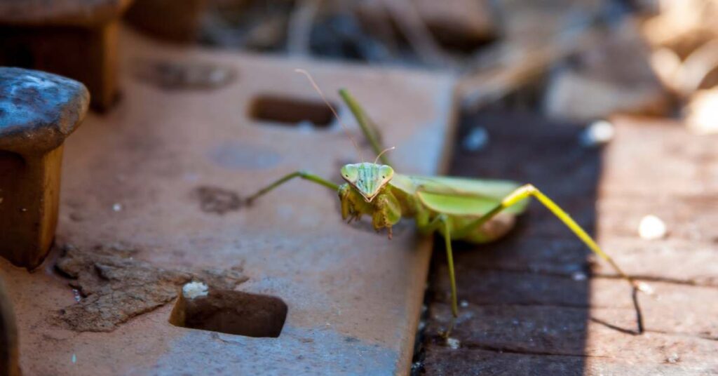 Do Praying Mantis Carry Disease? - Insects Authority