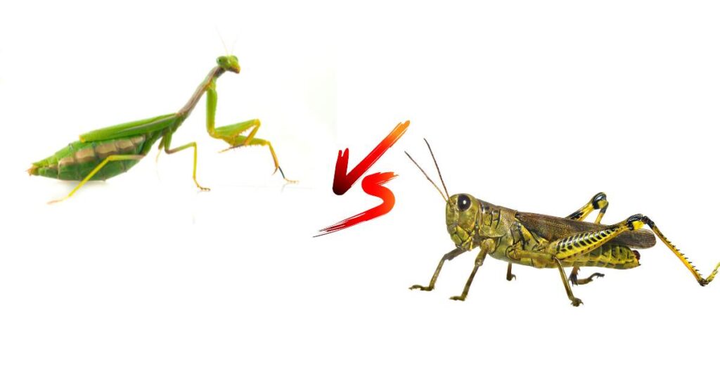 Is a Praying Mantis a Grasshopper? - Insects Authority