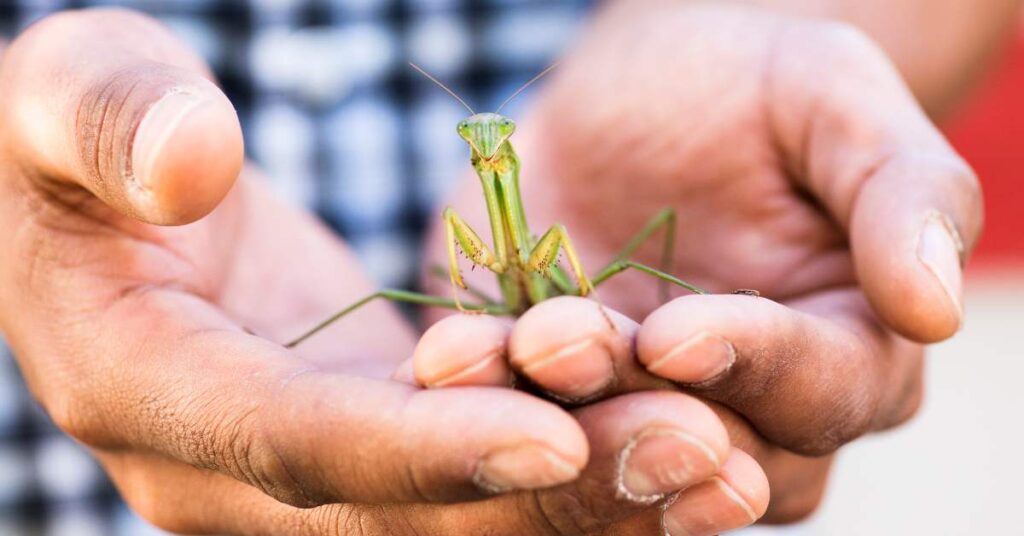 Can I Help an Injured Praying Mantis? - Insects Authority