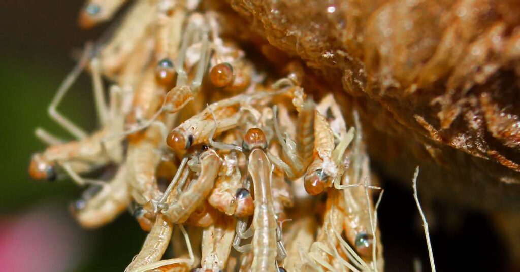 How Can I Tell If My Praying Mantis Eggs Have Hatched?