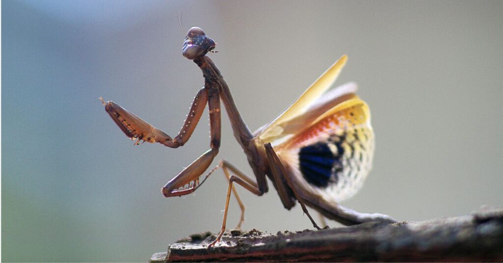 How Do Praying Mantis Defend Themselves? - Insects Authority