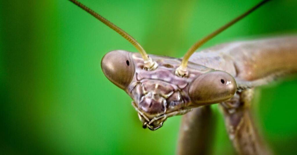 Which Type of Mouth Does a Praying Mantis Have?