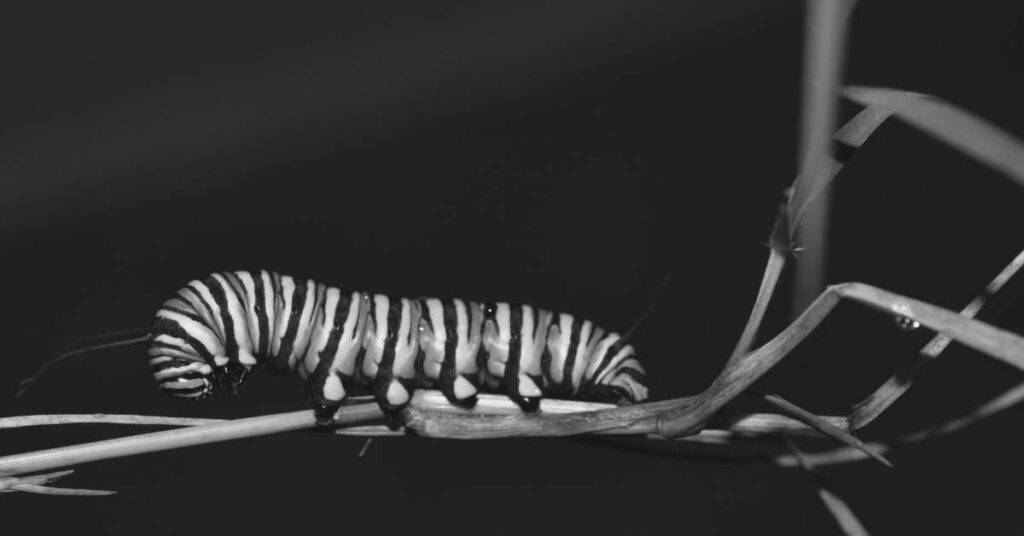 Why Do Monarch Caterpillars Turn Black? - Insects Authority