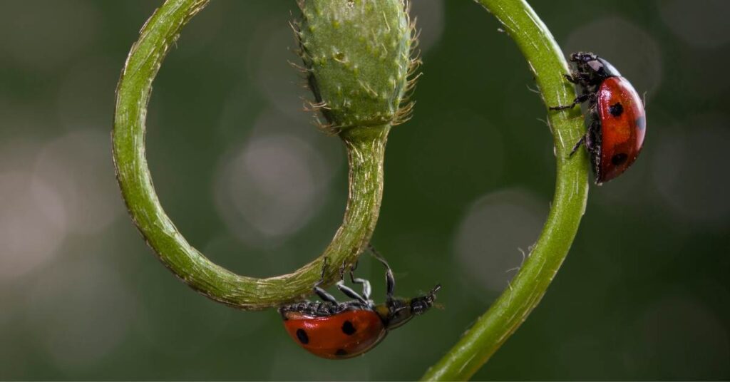 Do Ladybugs Come Out At Night? - Insects Authority