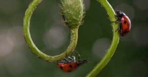 Do Ladybugs Come Out At Night? - Insects Authority