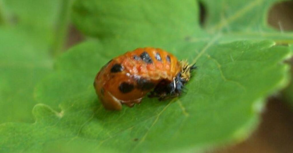Do Ladybugs Decompose When They Die? - Insects Authority