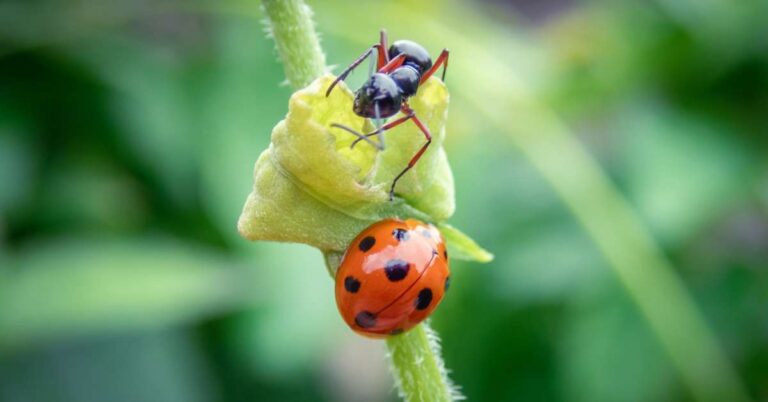 Do Ladybugs Eat Ants? - Insects Authority