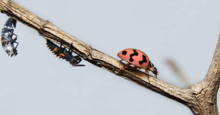 Do Ladybugs Go Through Complete Metamorphosis?